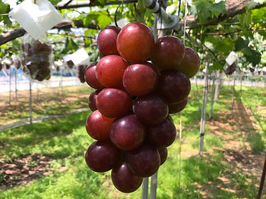Ruby Roman | 石川県の果実酒 | クラフト酒・日本酒の通販ならKURAND（クランド）